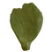 Cactus Pads – payertaxidermy