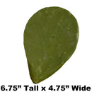 Cactus Pads – payertaxidermy